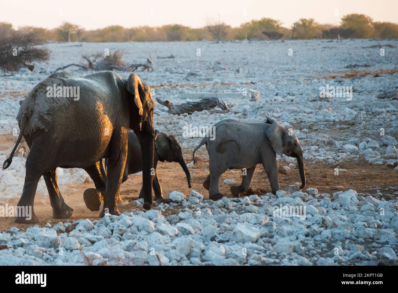 Big elephant with two baby elephants walking away. Namibia Stock Photo ...