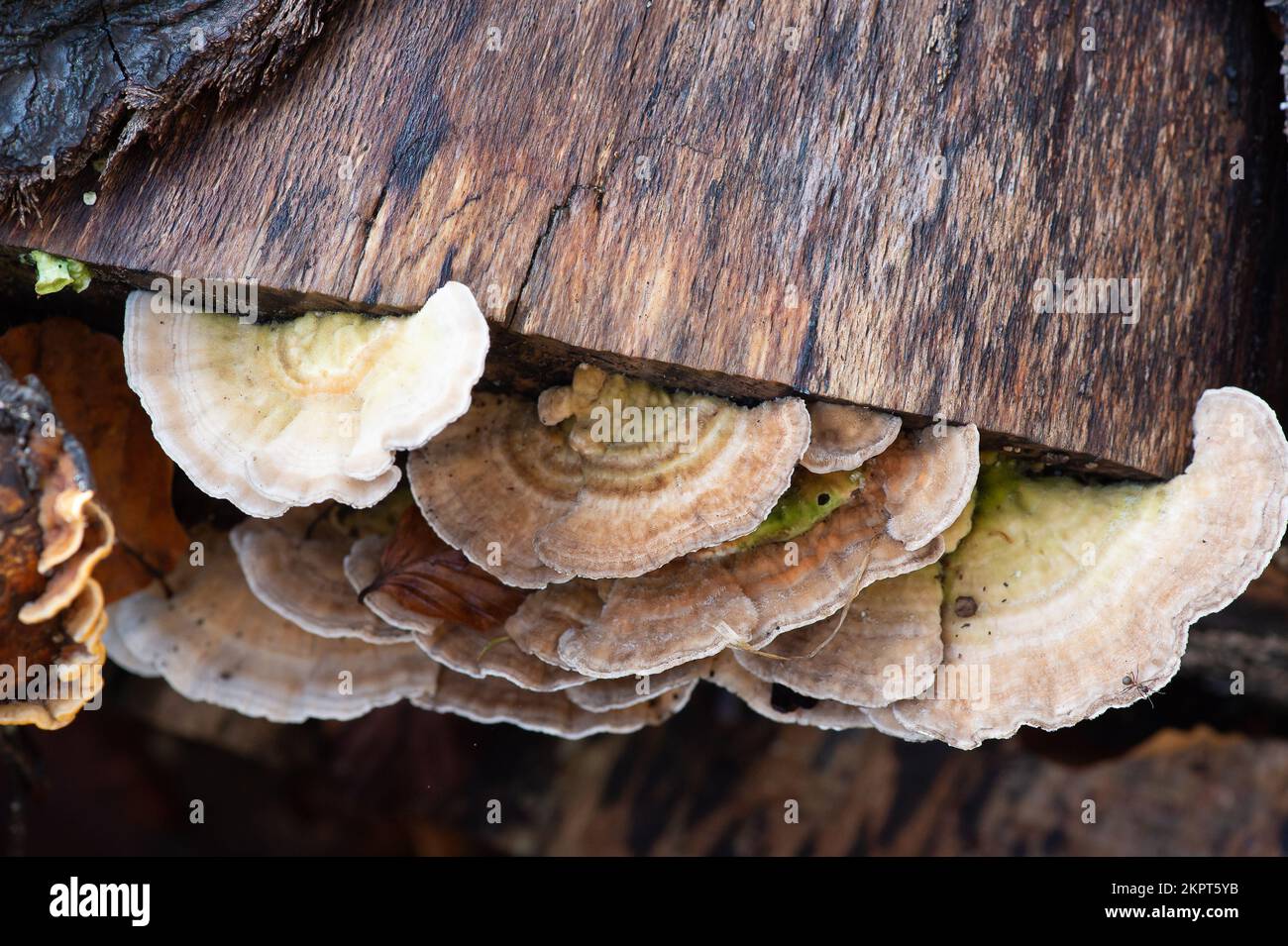 Fungus on dead tree limbs hi-res stock photography and images - Alamy