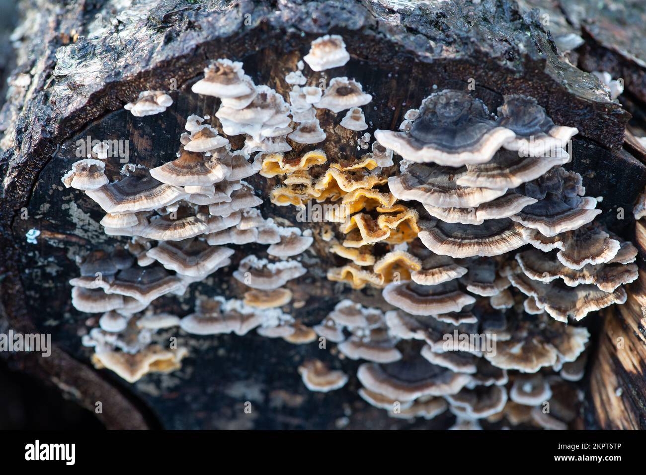 Multi coloured fungi hi-res stock photography and images - Alamy