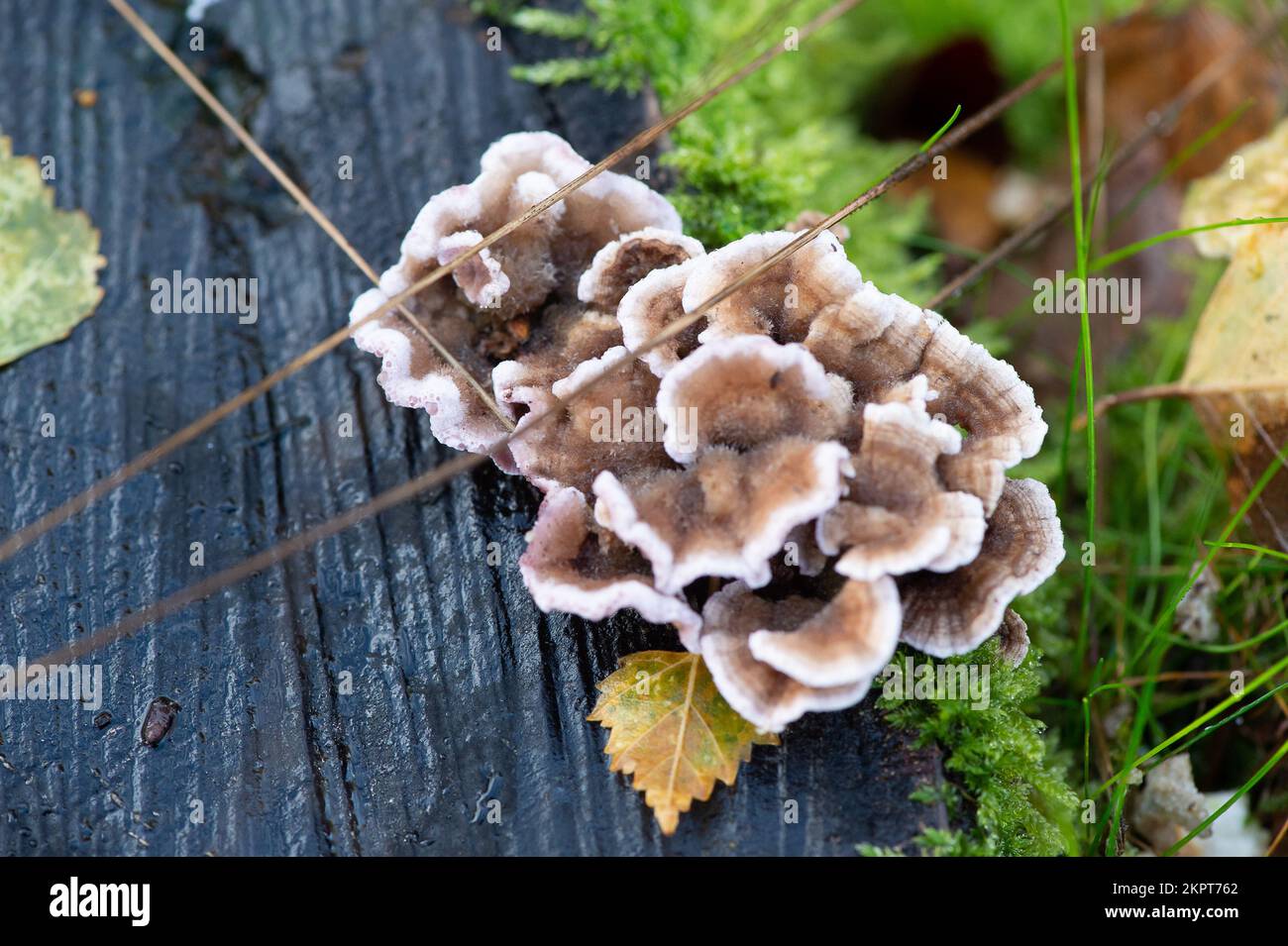 Multi coloured fungi hi-res stock photography and images - Alamy