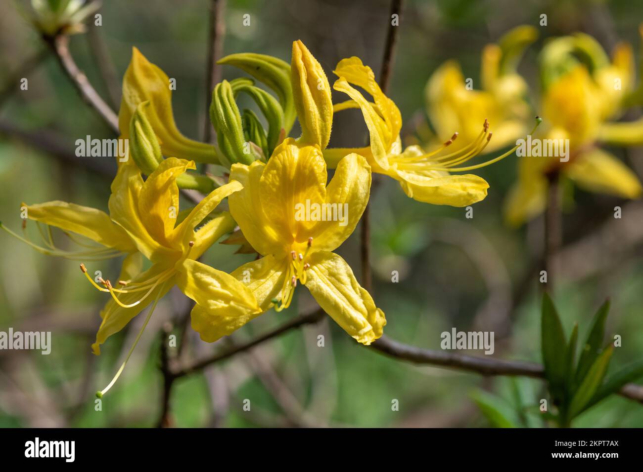 Close up of yellow azalea (rhododendron luteum) flowers in bloom Stock ...