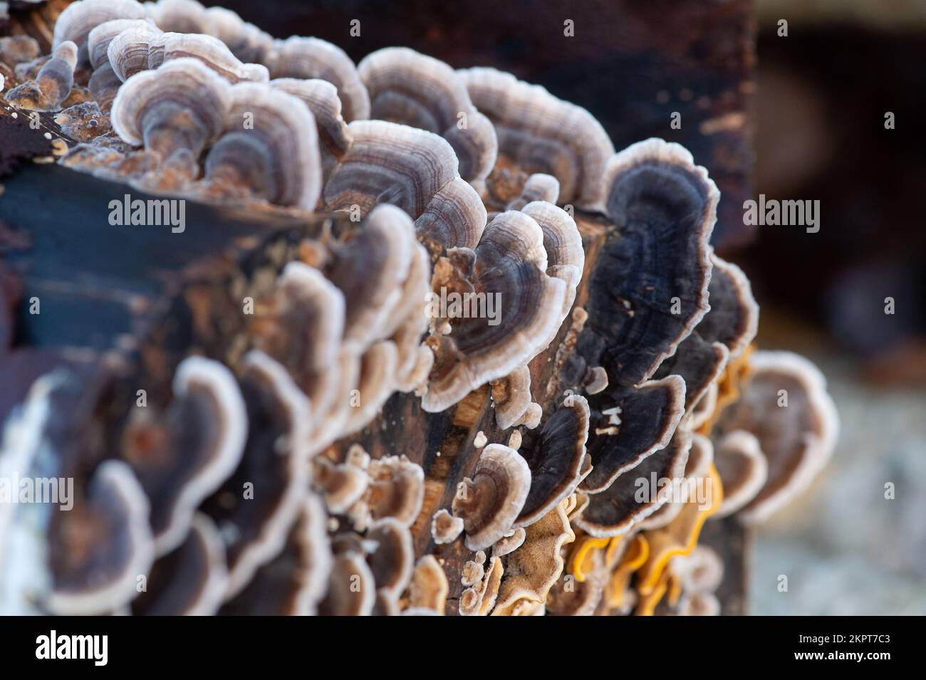 Multi coloured fungi hi-res stock photography and images - Alamy