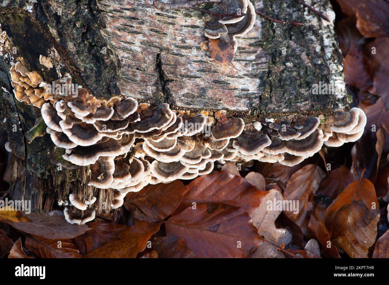 Fungus on dead tree limbs hi-res stock photography and images - Alamy