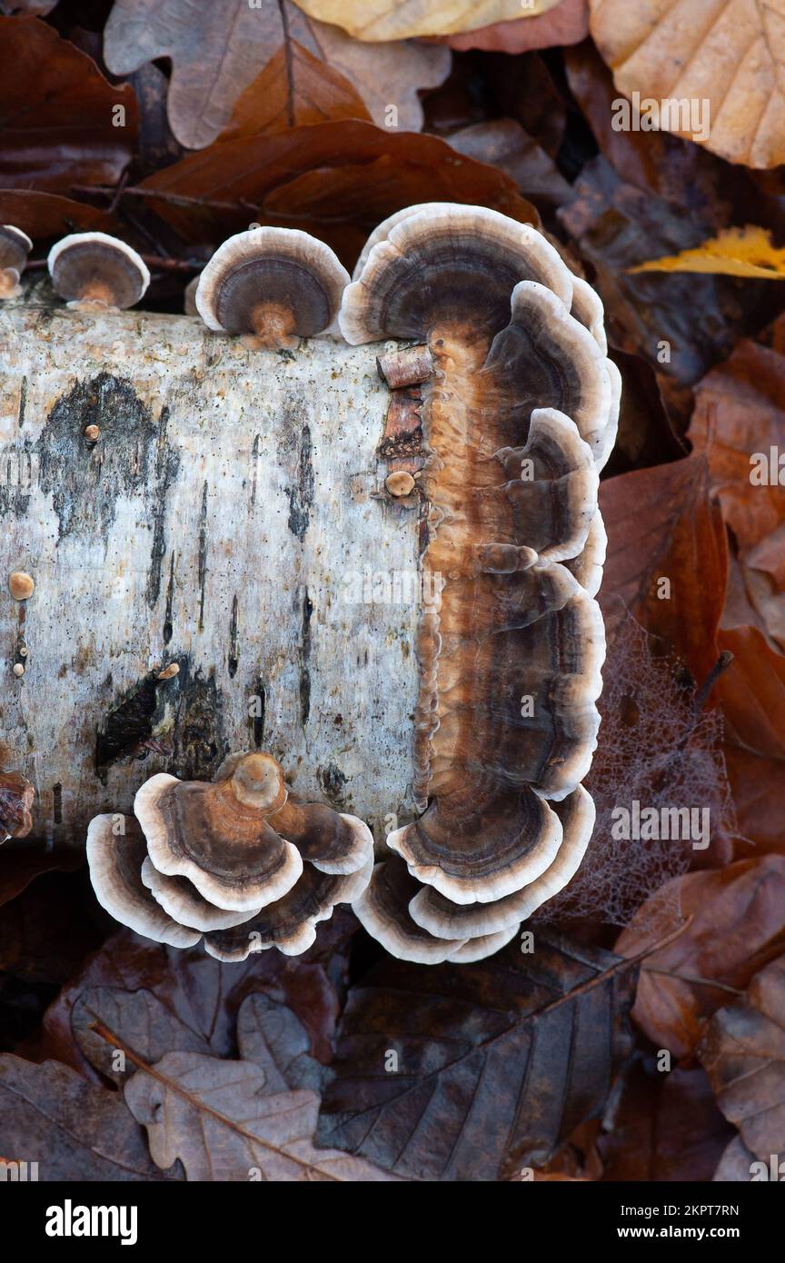 Multi coloured fungi hi-res stock photography and images - Alamy