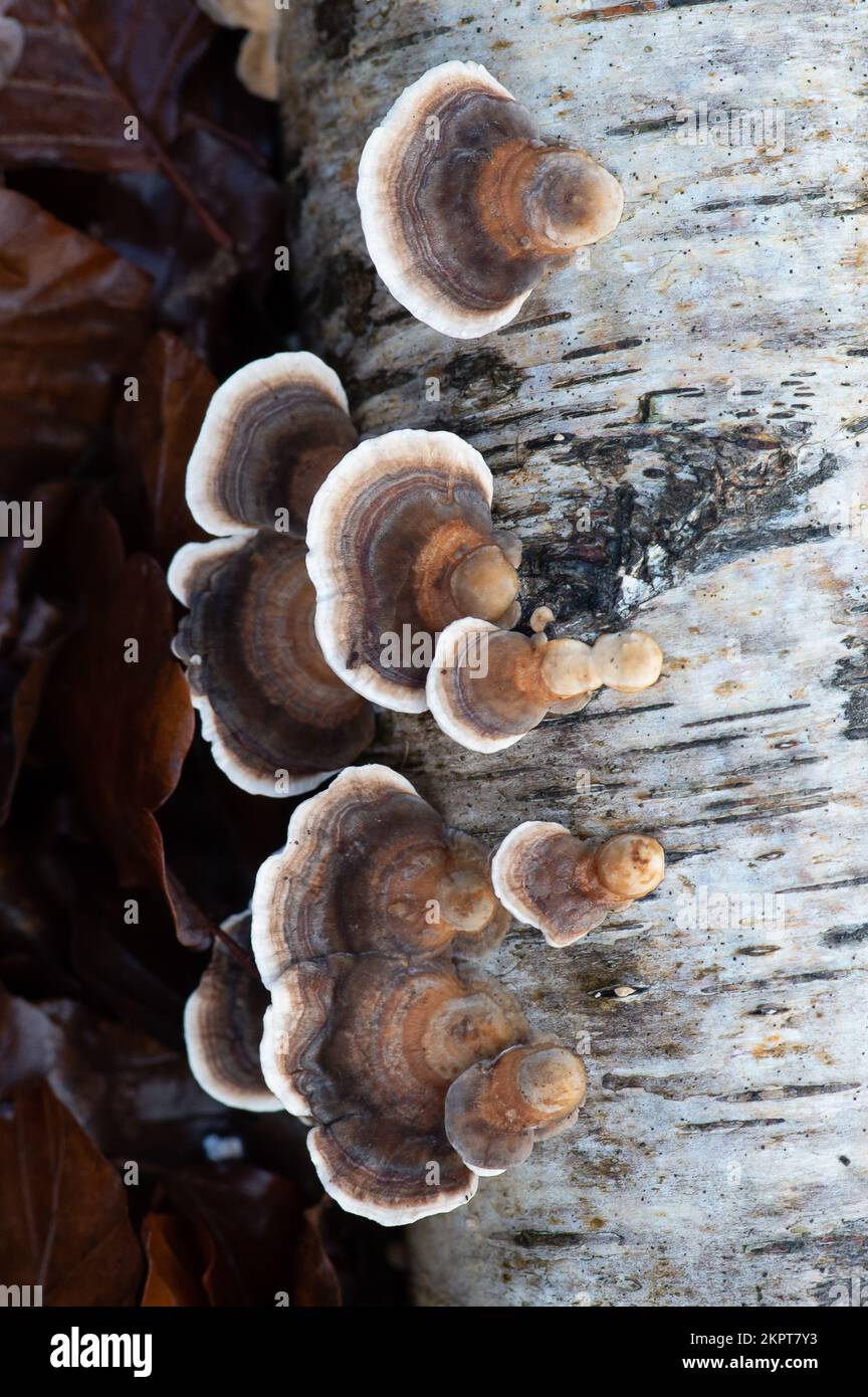 Multi coloured fungi hi-res stock photography and images - Alamy