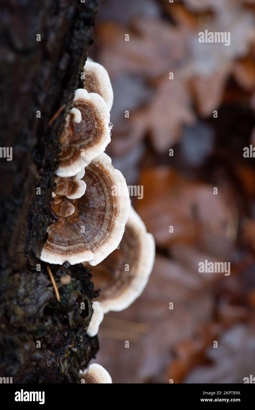Multi coloured fungi hi-res stock photography and images - Alamy