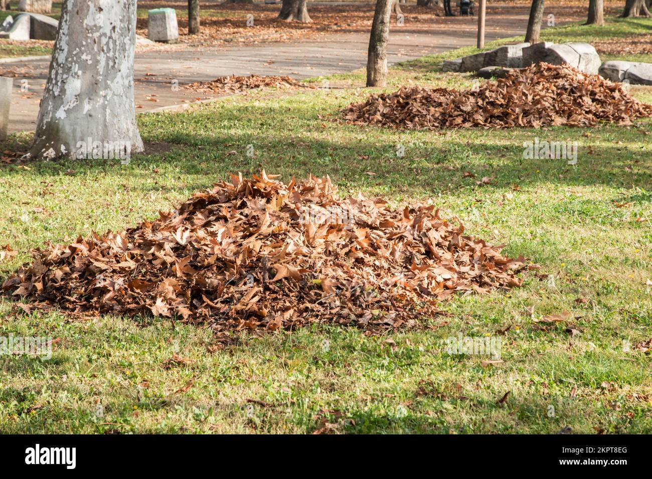 Fall leaf piles hi-res stock photography and images - Alamy
