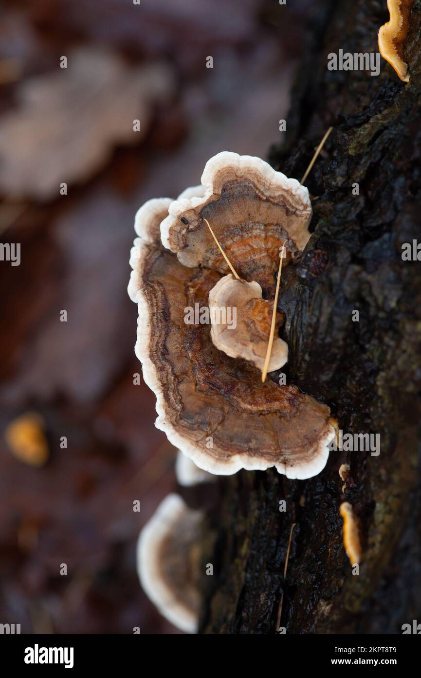 Multi coloured fungi hi-res stock photography and images - Alamy