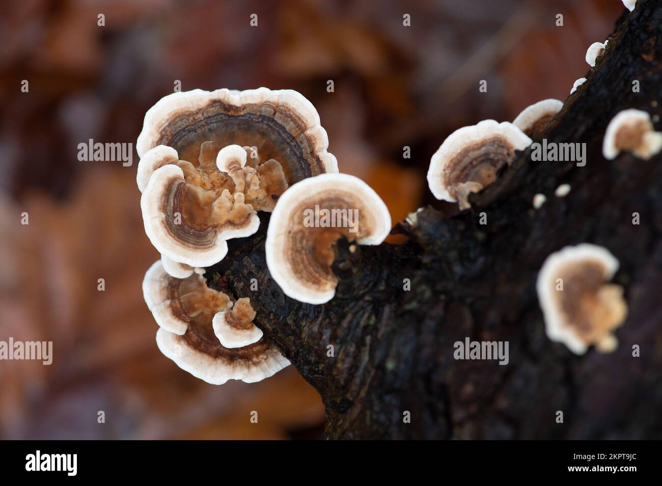 Multi coloured fungi hi-res stock photography and images - Alamy