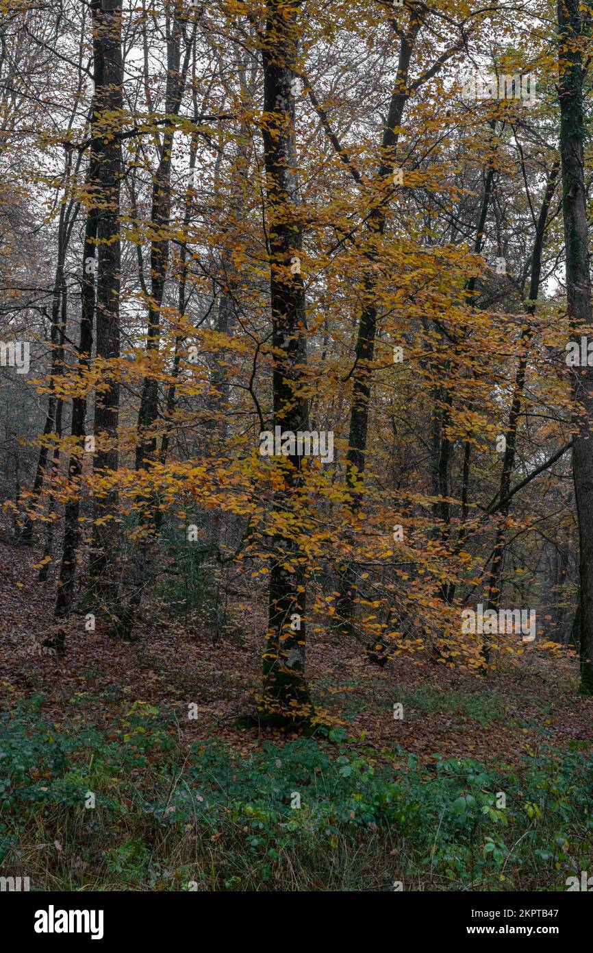 Panoramic view of the Ecouves forest Stock Photo - Alamy