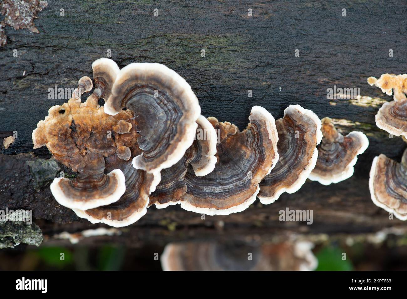 Multi coloured fungi hi-res stock photography and images - Alamy