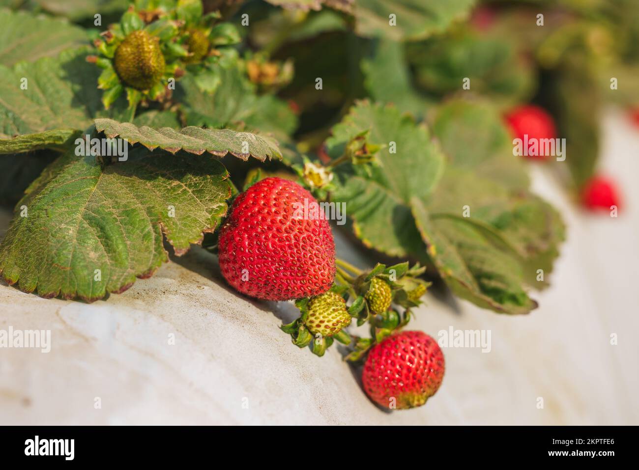 Agricultural field strawberry plants. Industry, modern farming ...