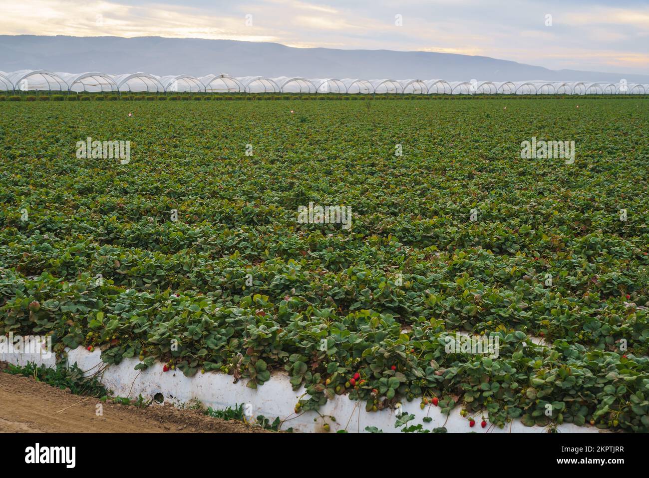 Agricultural field strawberry plants. Industry, modern farming ...