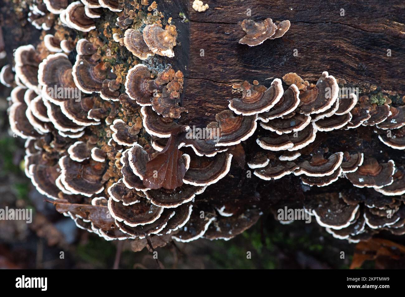 Multi coloured fungi hi-res stock photography and images - Alamy
