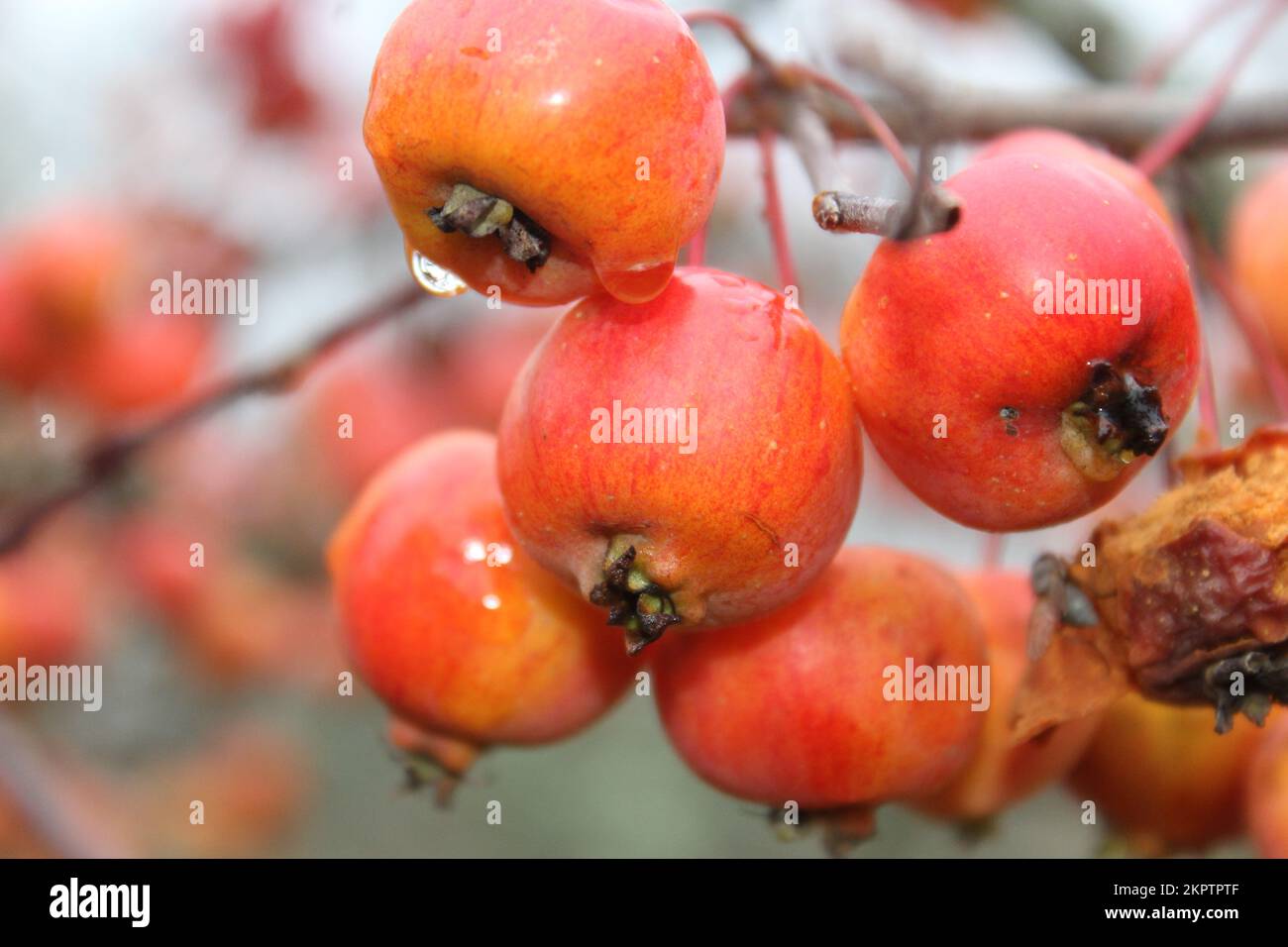 Apple Autumn Fruits Stock Photo - Alamy