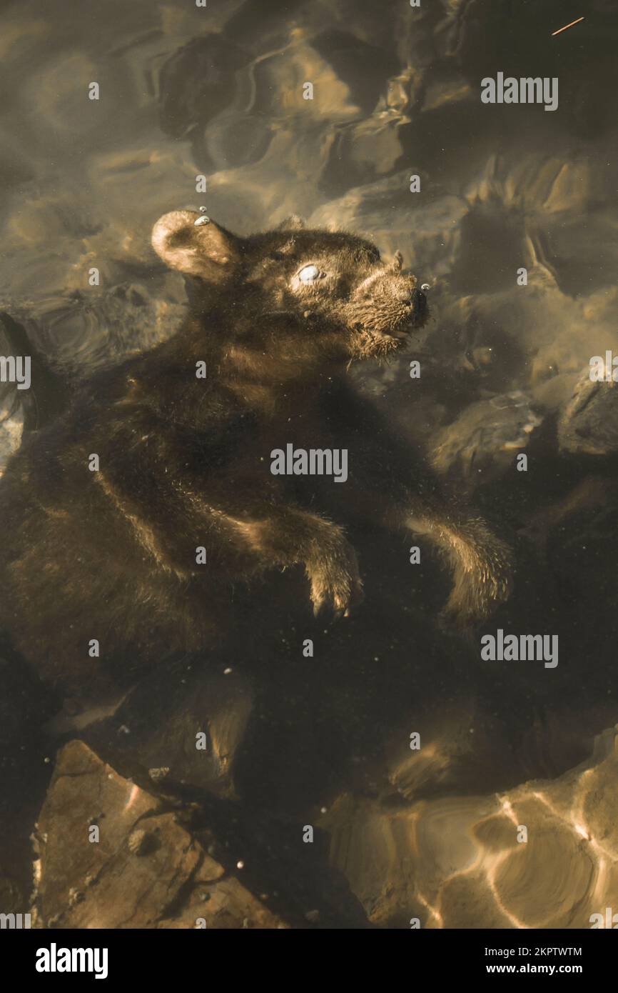 Drowned Tasmanian possum floating in a cold lake covered in moss. Dead ...