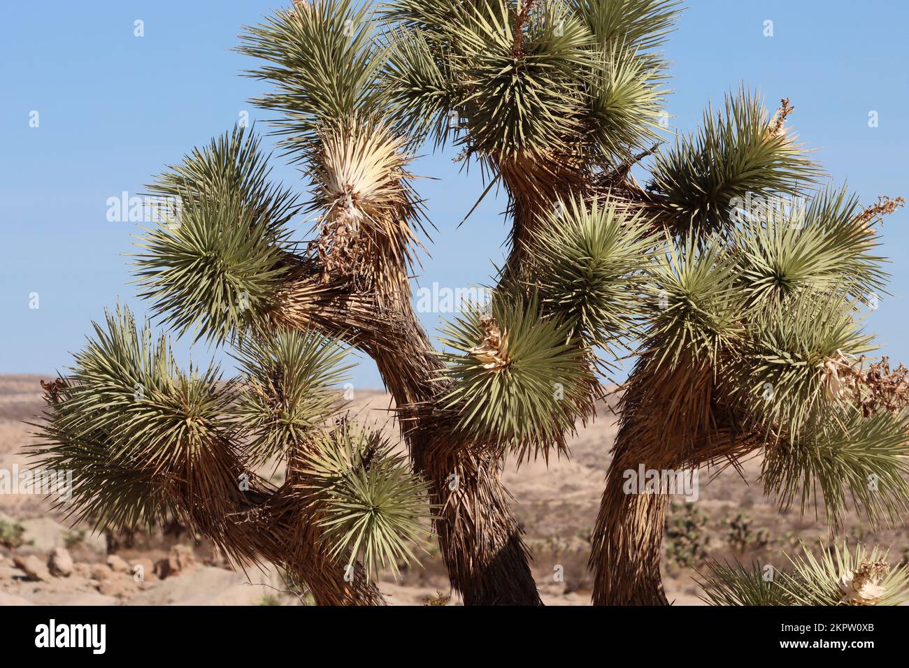 Yucca Brevifolia of this size, here in the El Paso Mountains, Northern ...