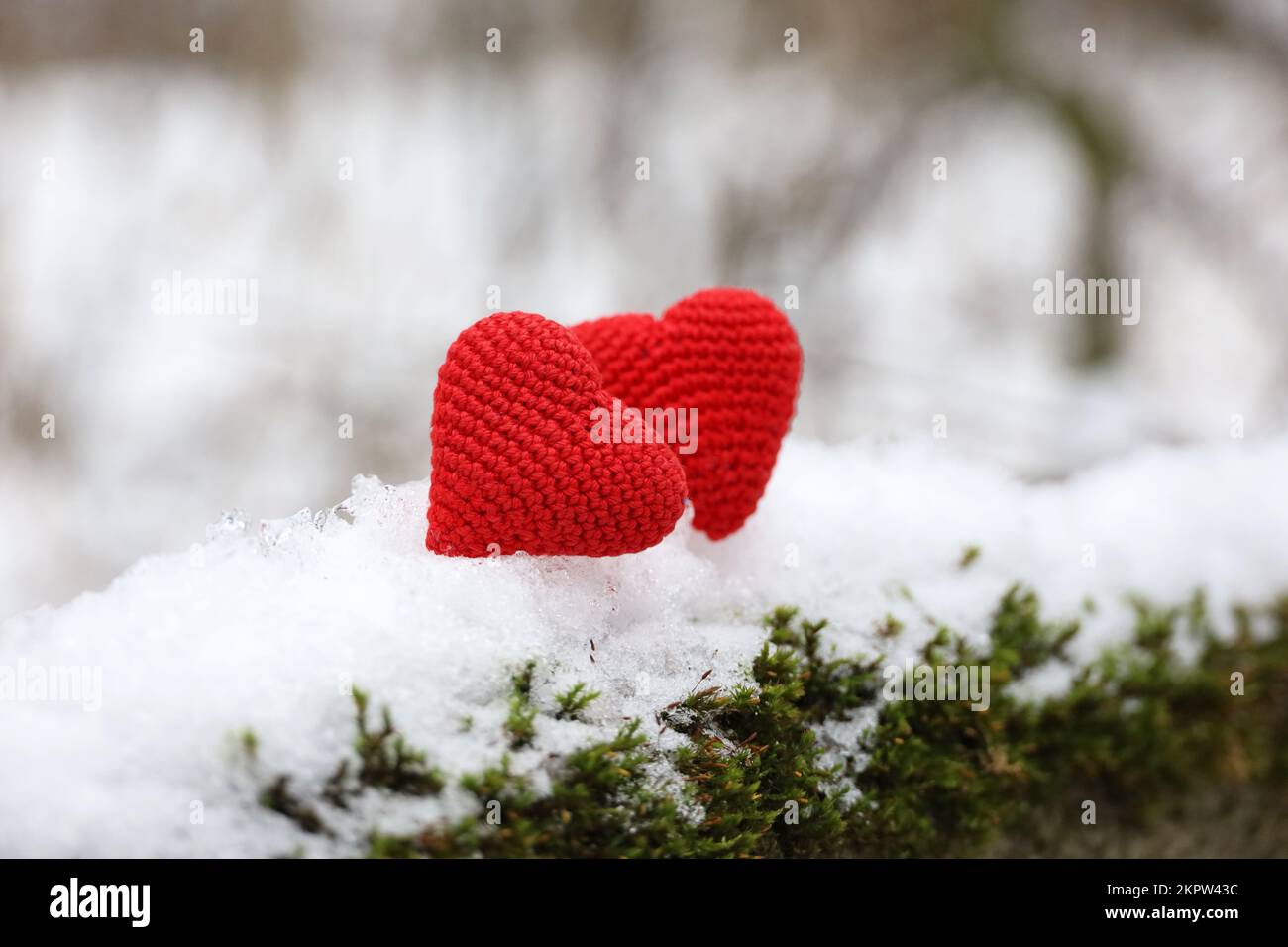 Two love hearts in snow on mossy tree branch, Valentine's card ...