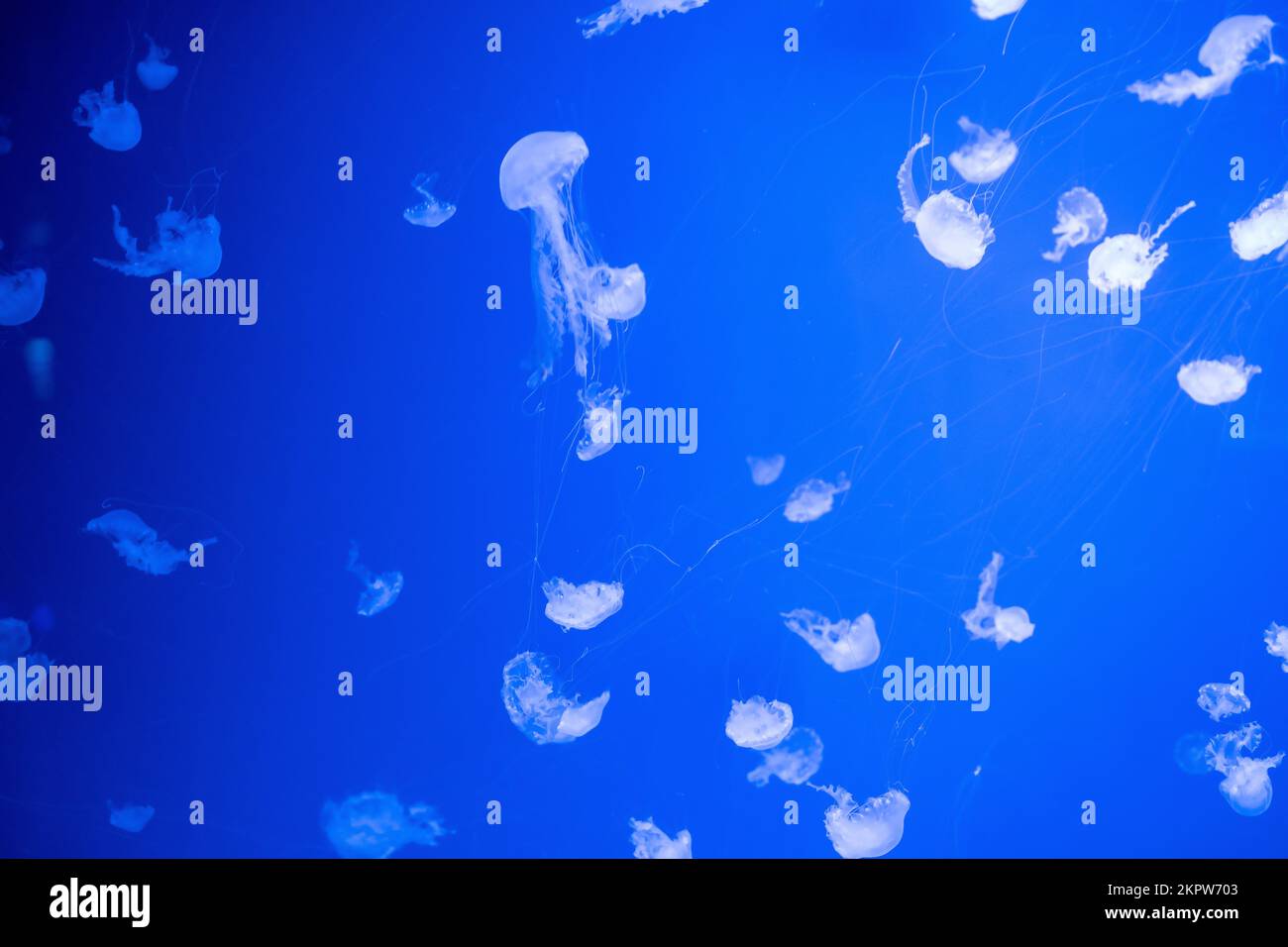 Deep sea fish dark hi-res stock photography and images - Alamy