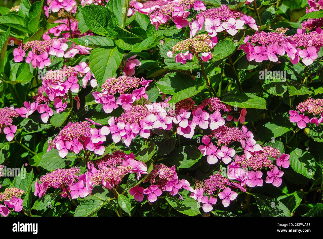Hydrangea conical blooms hi-res stock photography and images - Alamy