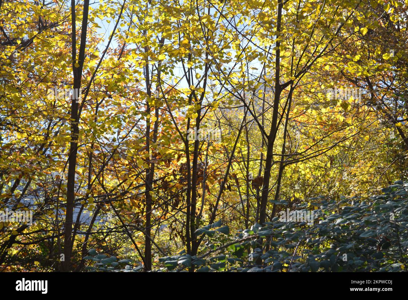 Bright vibrant colored yellow leaves of trees in the sunshine. Mountain ...