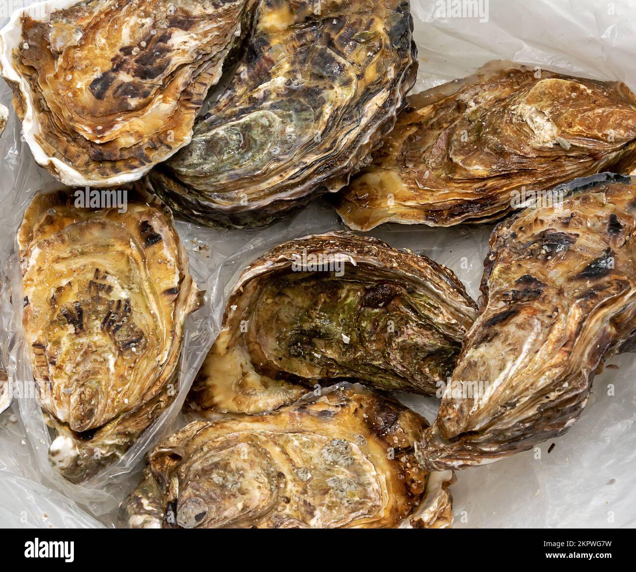 Pile of closed raw oysters sea shells Stock Photo - Alamy