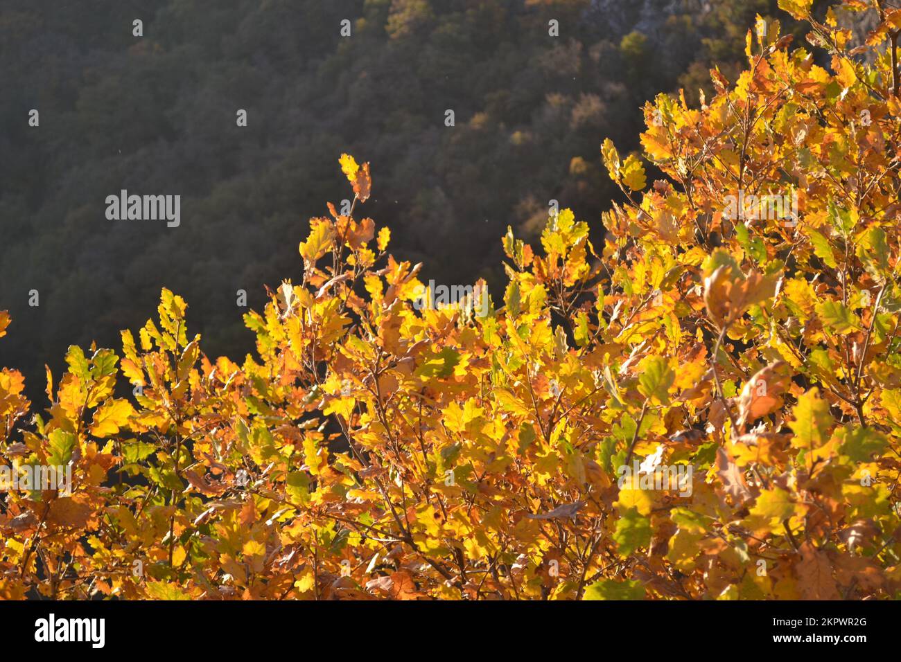 Bright vibrant colored yellow leaves of trees in the sunshine. Mountain ...