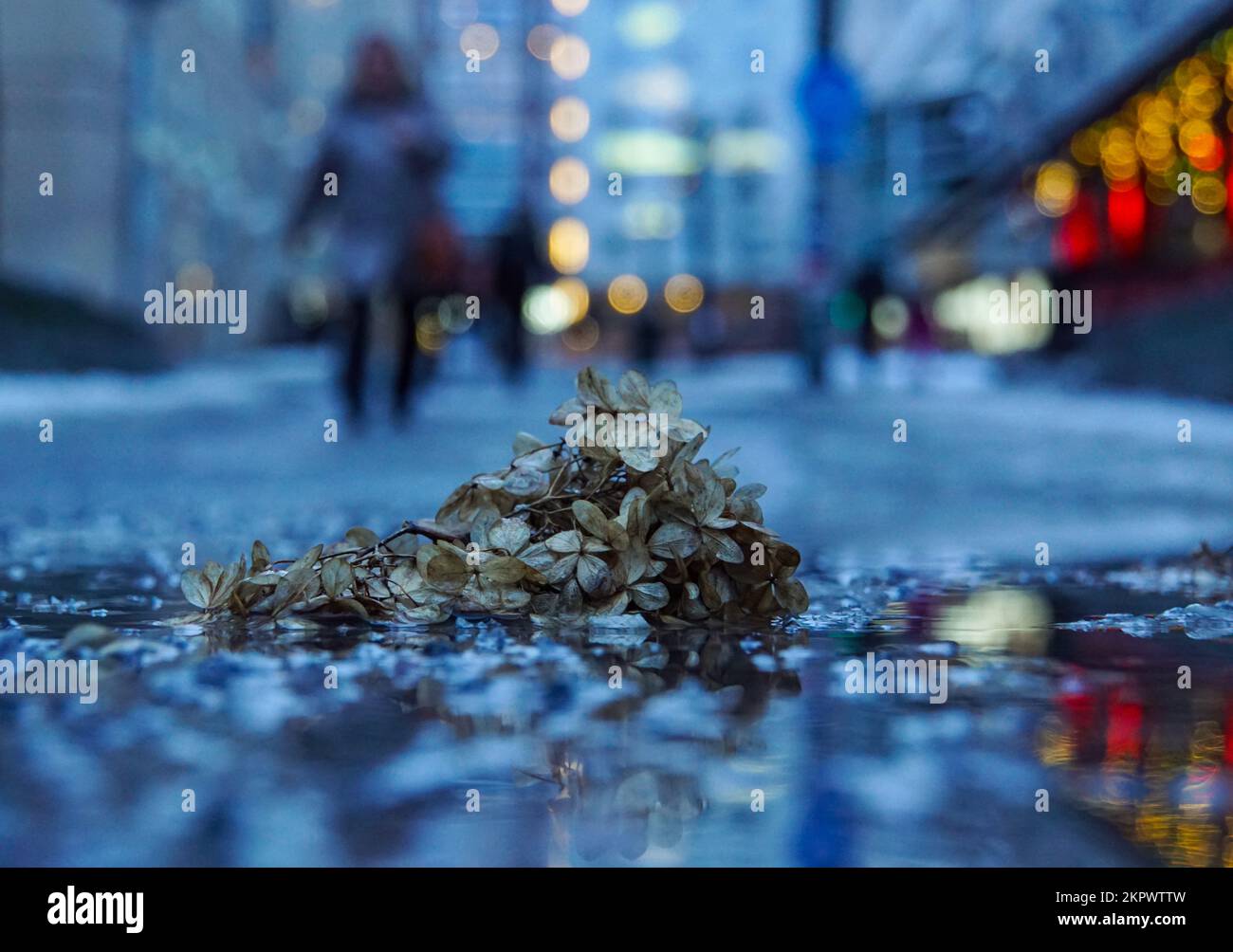 Close-up of fallen plant on wet ground in city Stock Photo - Alamy