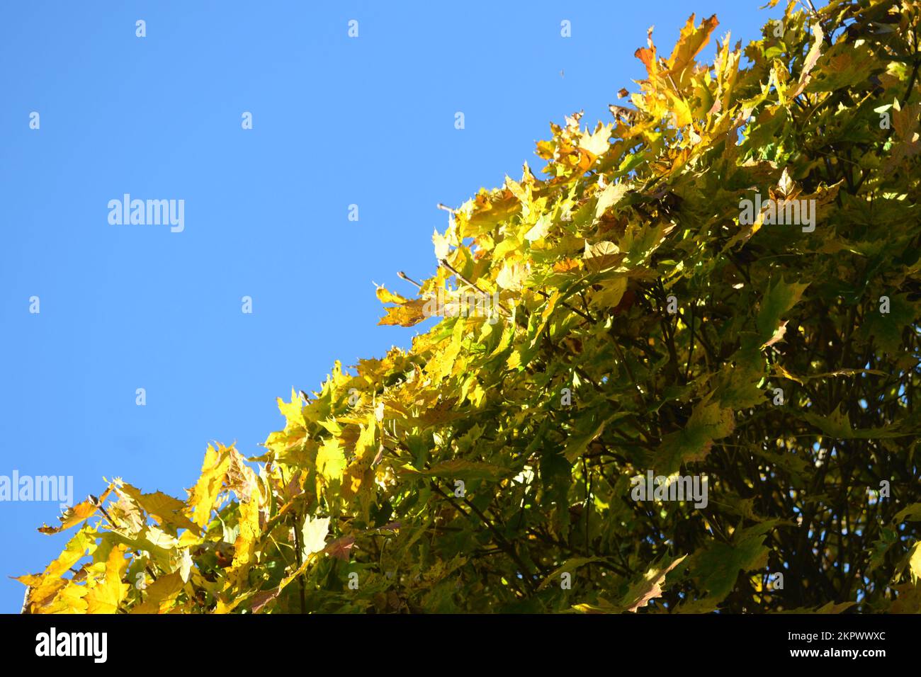 Triangle of bright colored yellow green leaves of a maple tree in the ...