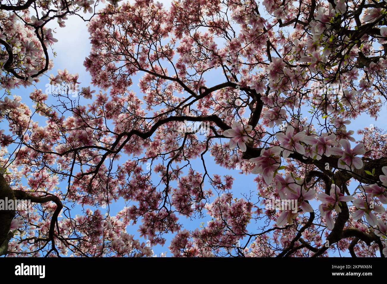 Flowers for website background hi-res stock photography and images - Alamy