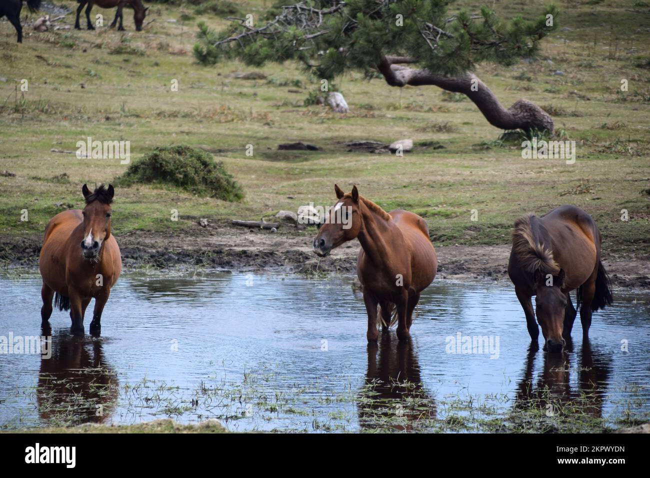 Three horses standing in a lake in Galician mountains, Rias Baixas ...