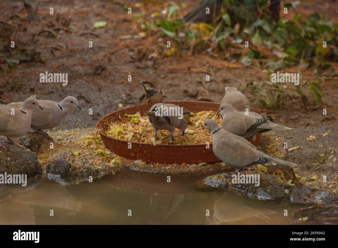 Turtle doves eating near dirty pond in autumn cloudy wet day Stock ...