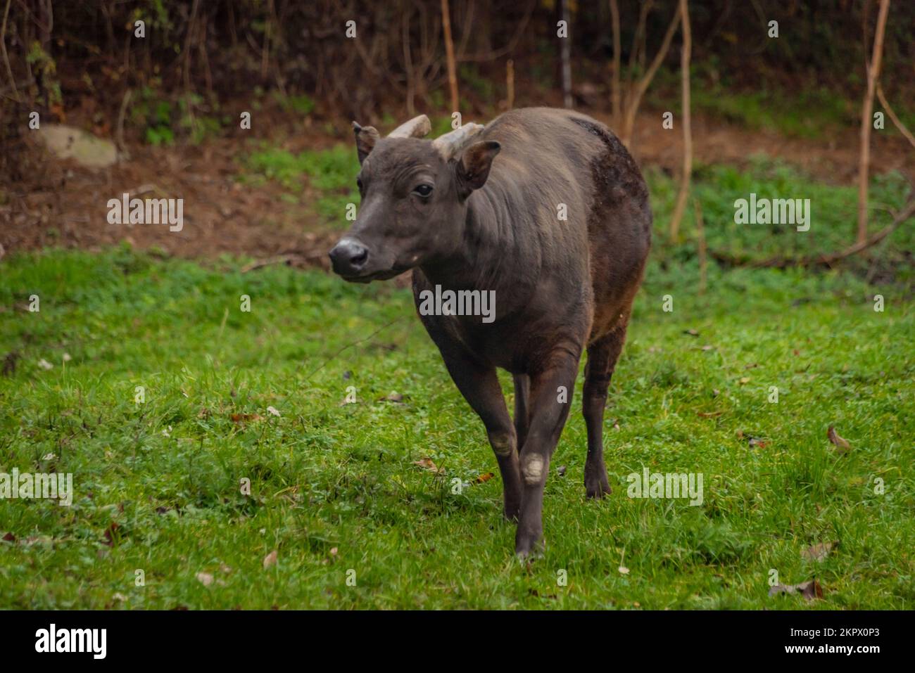 Ox animal hi-res stock photography and images - Alamy
