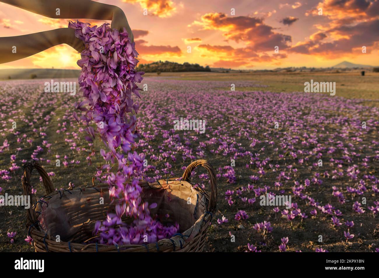 Saffron Crocus harvest scene. Woman hand dropping purple petals into a ...