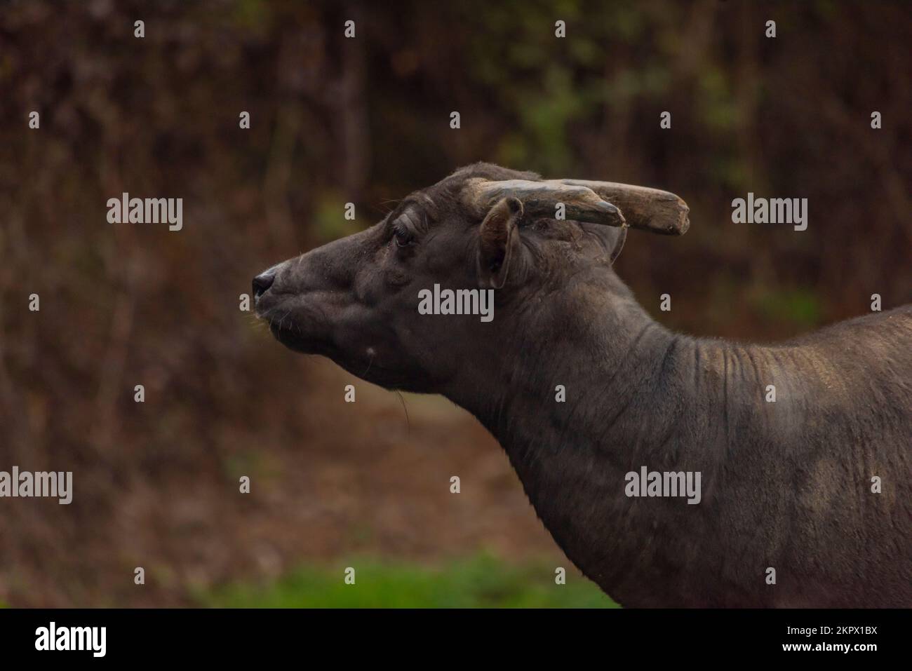 Ox animal hi-res stock photography and images - Alamy