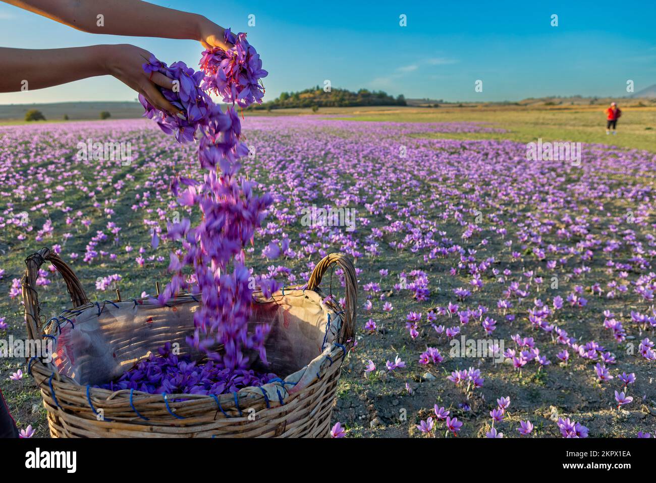 Saffron Crocus harvest scene. Woman hand dropping purple petals into a ...