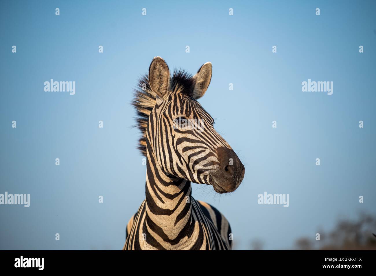South african wildife hi-res stock photography and images - Alamy