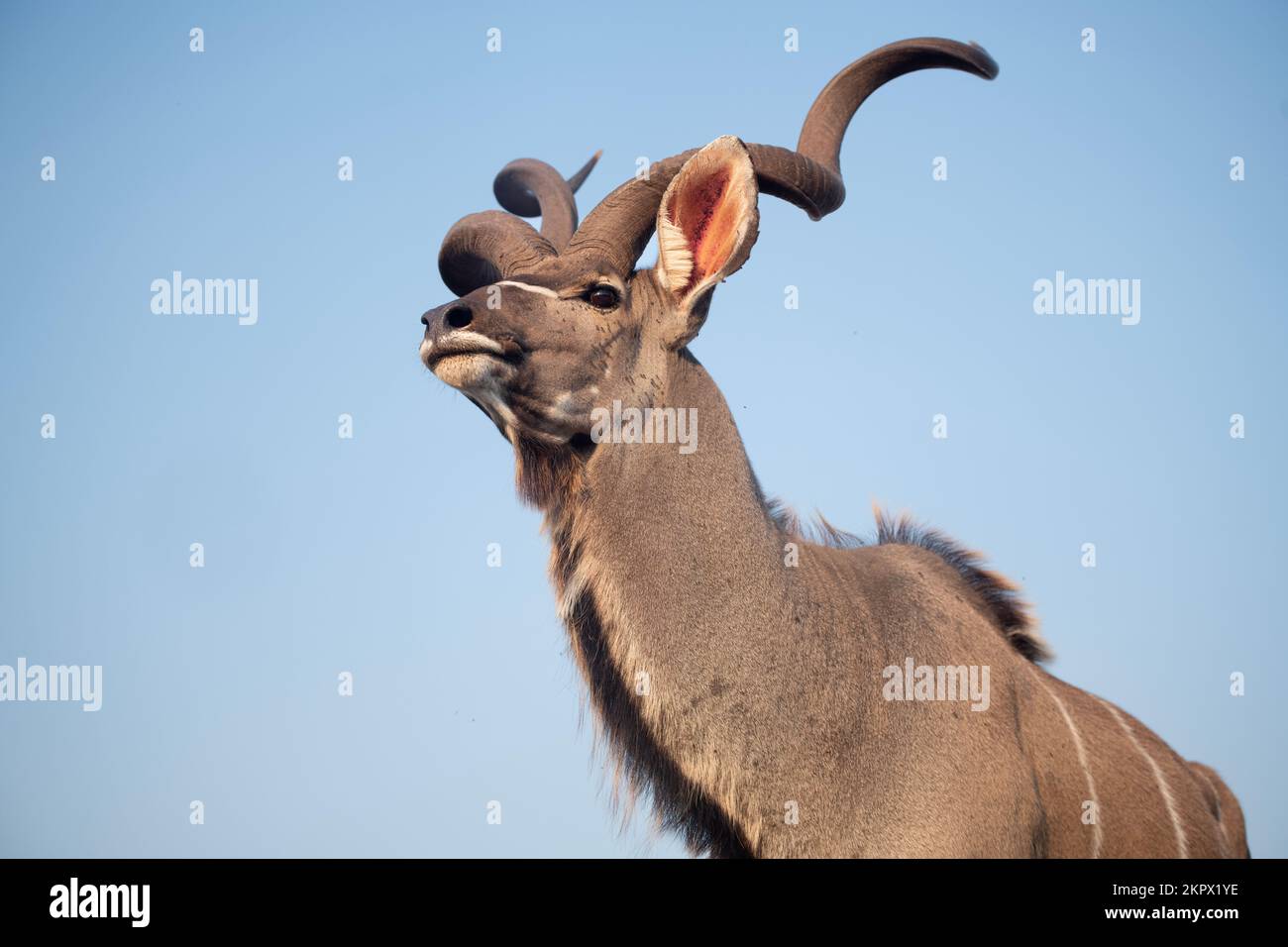 Kudu drinking at a water hole at night in South Africa Stock Photo - Alamy