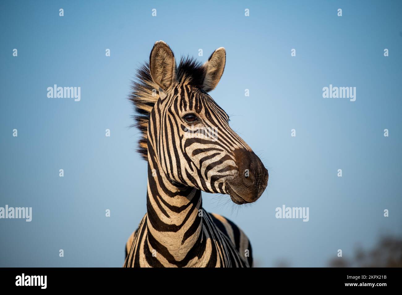 Portrait of a zebra with blue sky in South Africa Stock Photo - Alamy