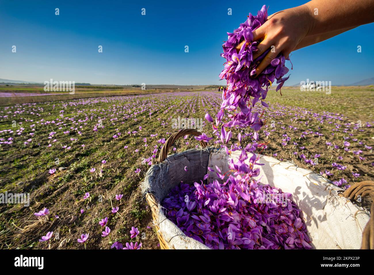 Saffron Crocus harvest scene. Woman hand dropping purple petals into a ...