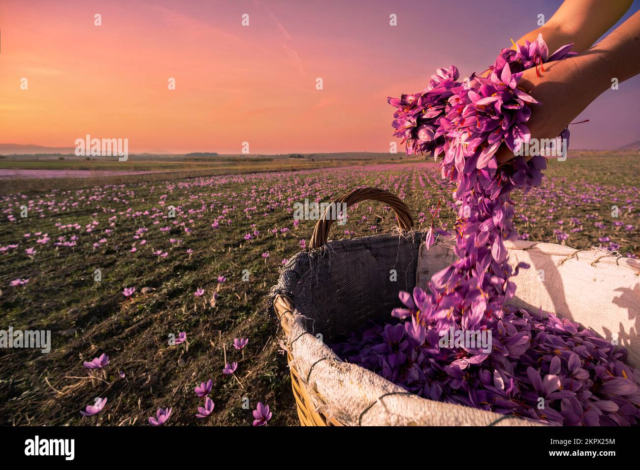 Saffron Crocus harvest scene. Woman hand dropping purple petals into a ...