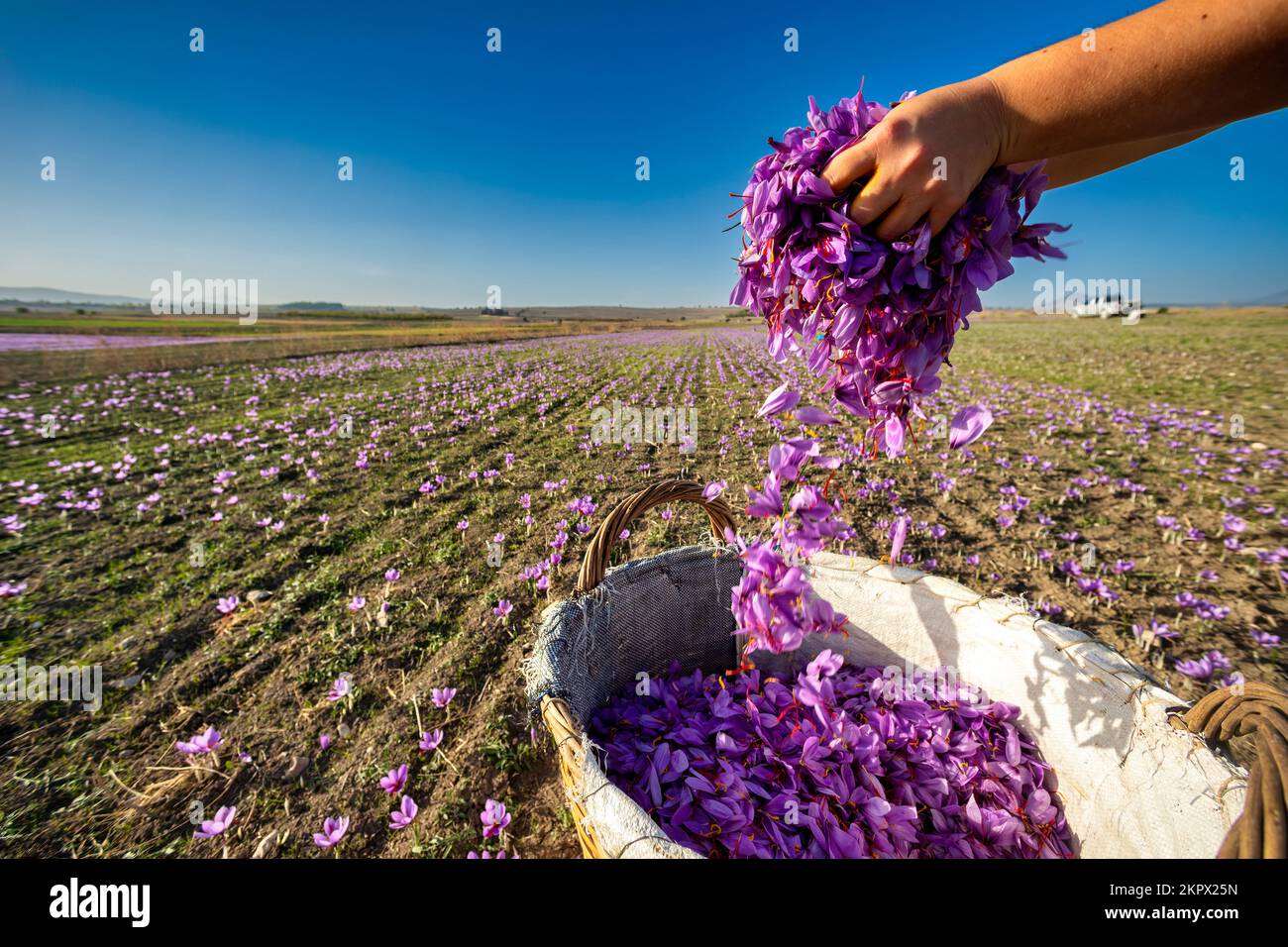 Saffron Crocus harvest scene. Woman hand dropping purple petals into a ...