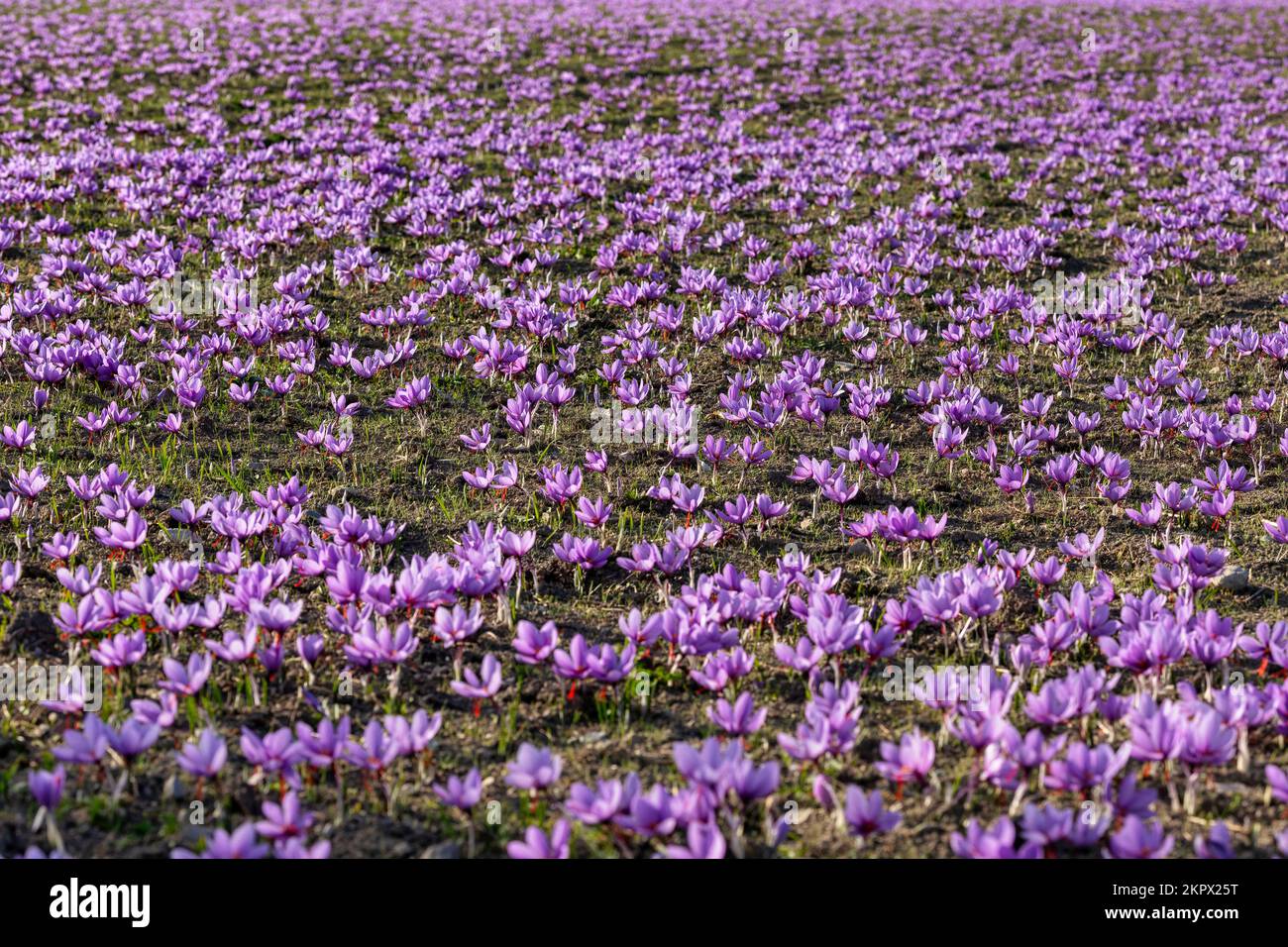Autumn blooming field crocuses. Delicate purple saffron flowers. Floral ...
