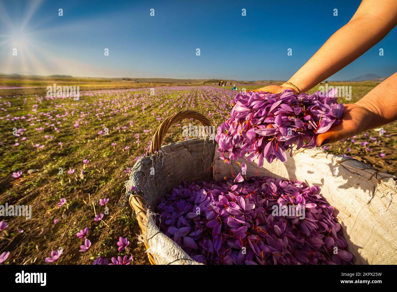 Saffron Crocus harvest scene. Woman hand dropping purple petals into a ...