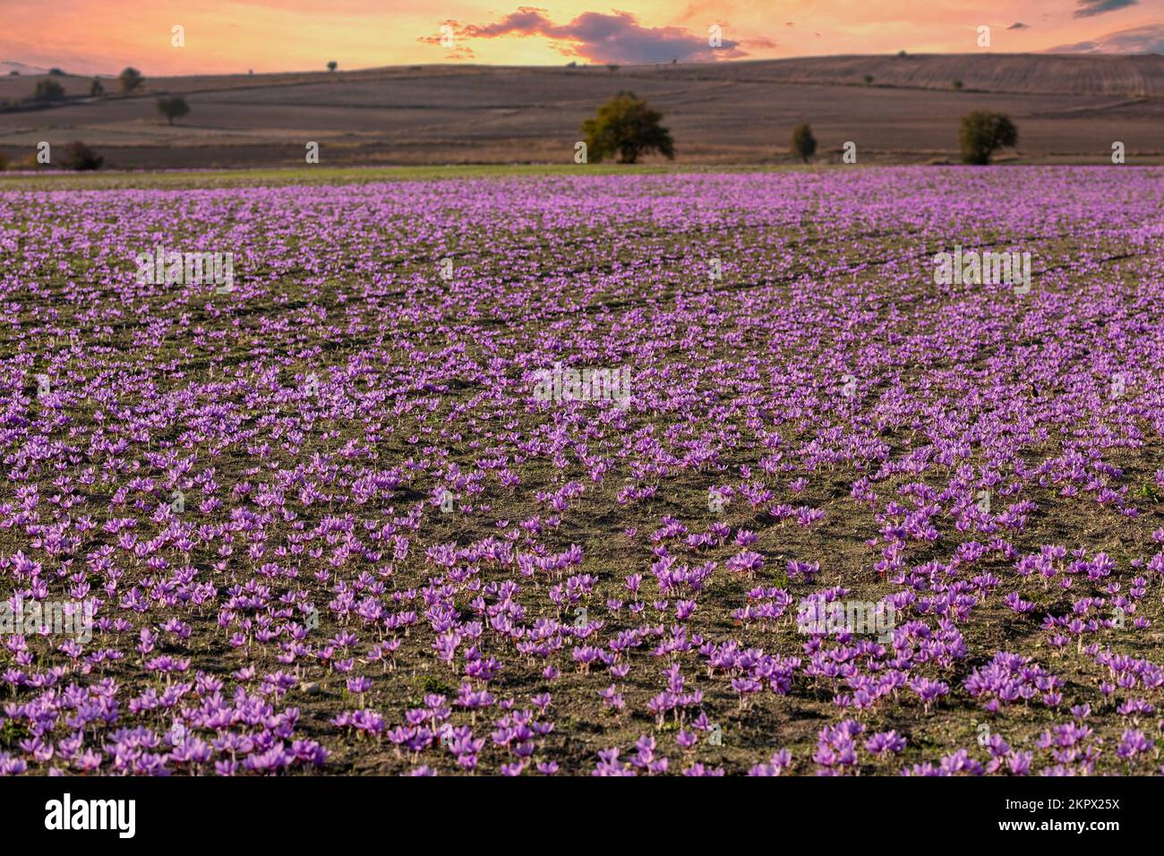 Autumn violet crocuses blossom hi-res stock photography and images - Alamy