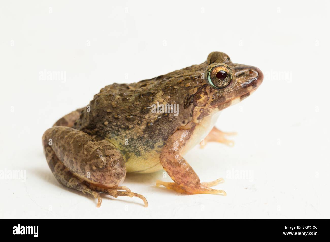 Crab eating frog or mangrove frog Fejervarya cancrivora isolated on ...