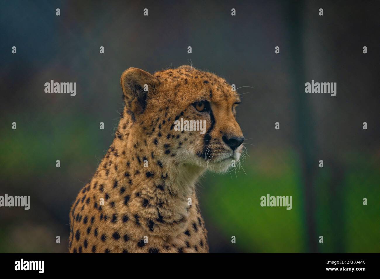 Cheetah animal in color autumn cloudy dark day with dark background ...