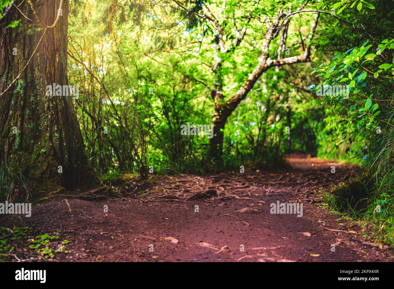 Description: Beautiful green flowery jungle path along water channel ...