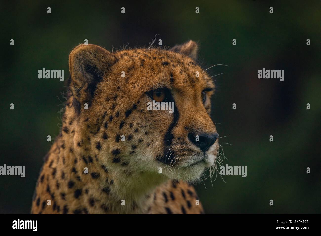 Cheetah animal in color autumn cloudy dark day with dark background ...