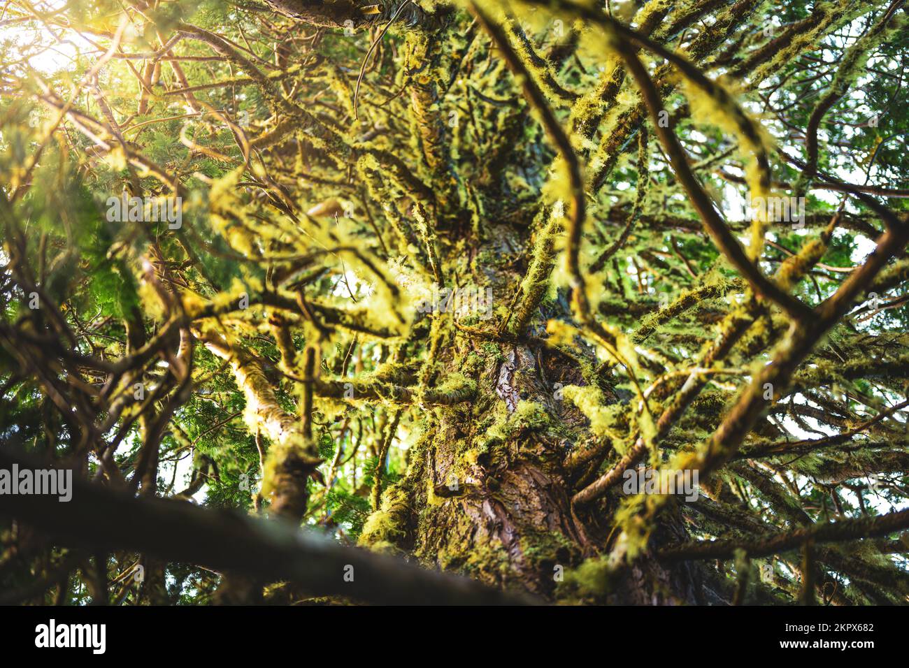 Description: View from below on overgrown branches of a beautiful large ...